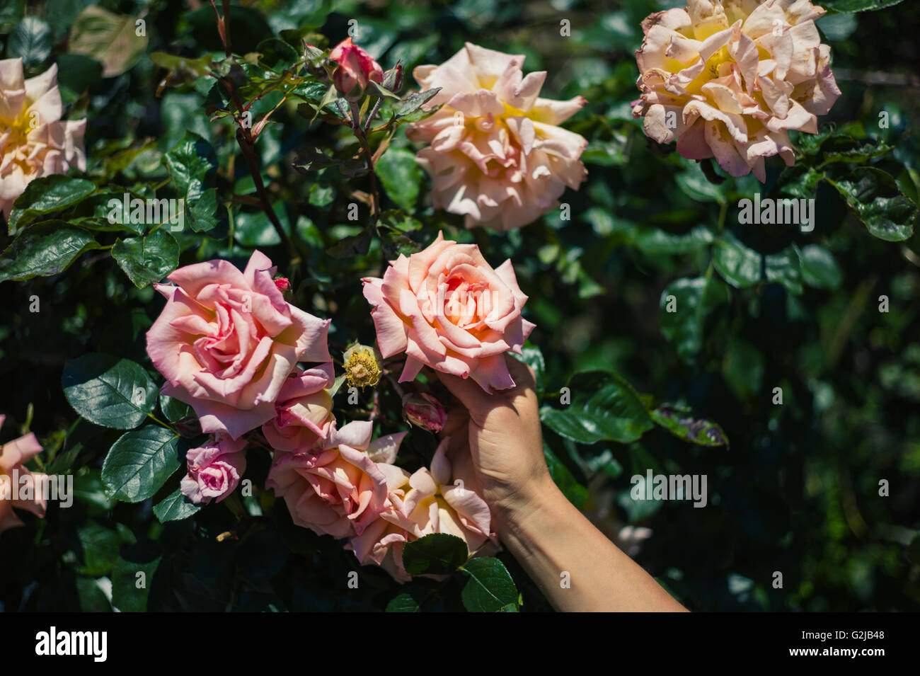 Female hand picking flowers hi-res stock photography and images - Alamy