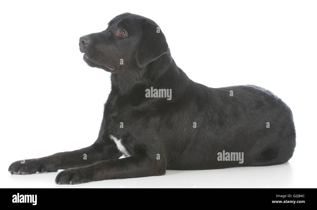 black labrador retriever laying down isolated on white background Stock ...