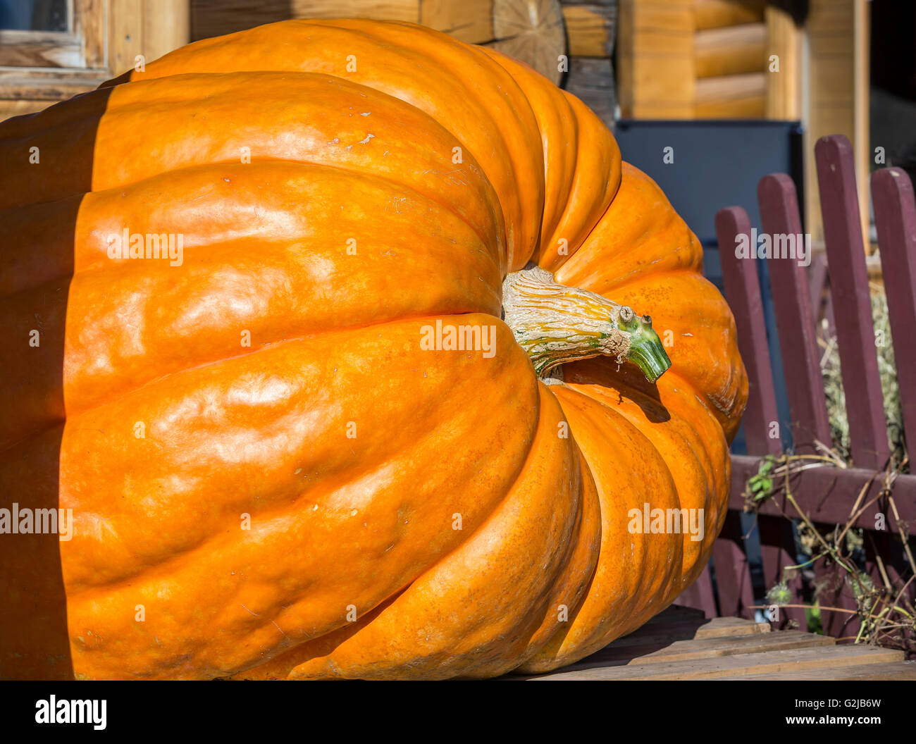 Giant pumpkin hi-res stock photography and images - Alamy