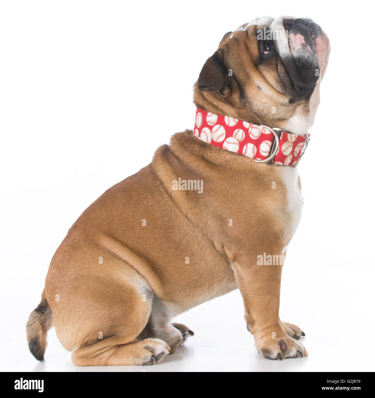 english bulldog sitting looking up on white background Stock Photo - Alamy