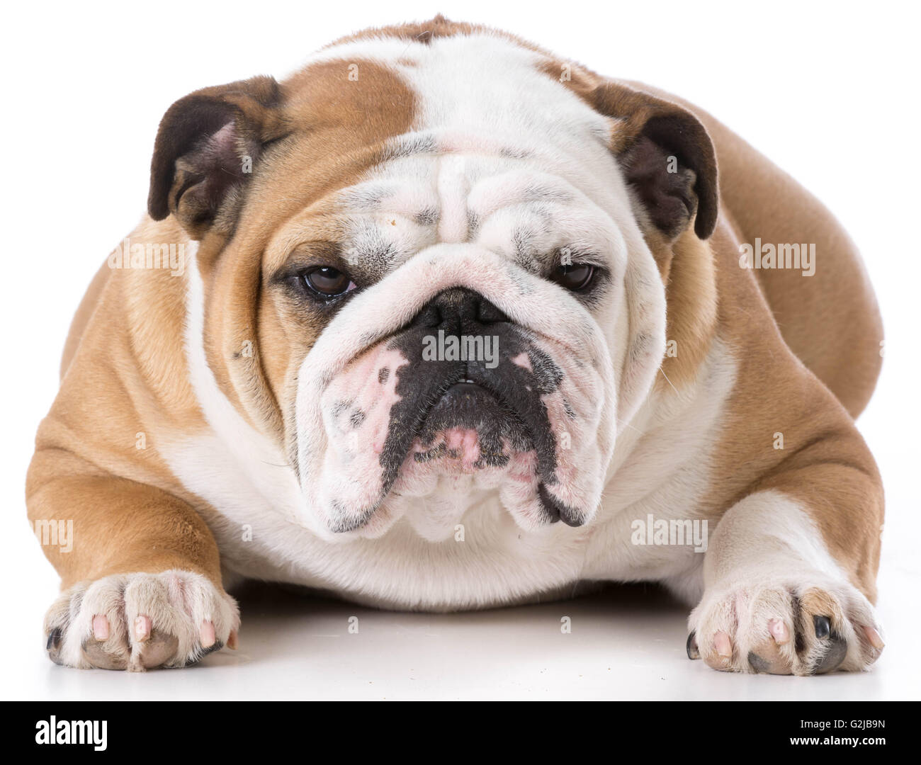 english bulldog female laying down looking at viewer on white ...