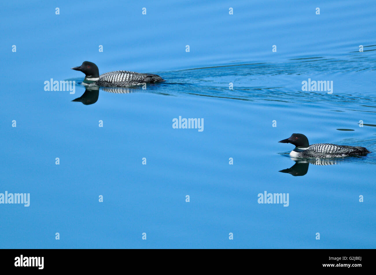 Loon wetland image hi-res stock photography and images - Alamy