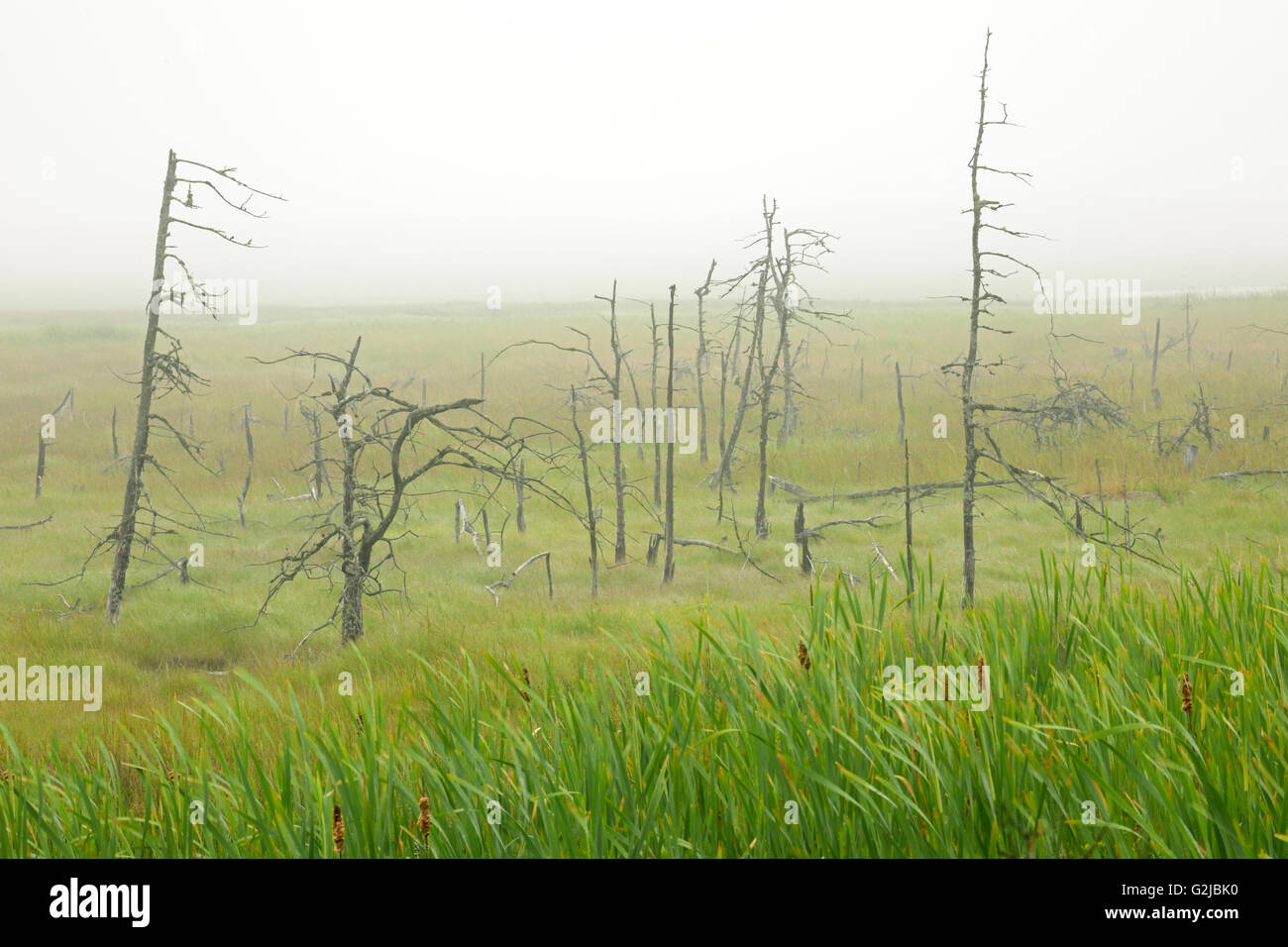 Island in marsh hi-res stock photography and images - Alamy