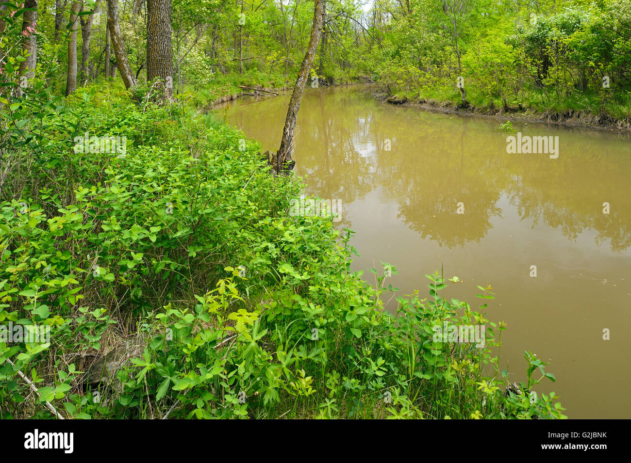 Seine river forest winnipeg hi-res stock photography and images - Alamy