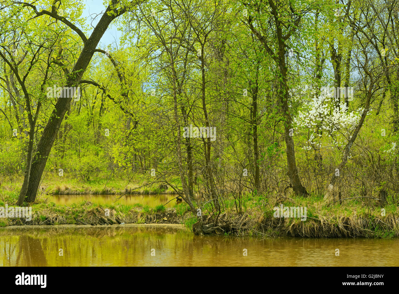 Seine river forest winnipeg hi-res stock photography and images - Alamy