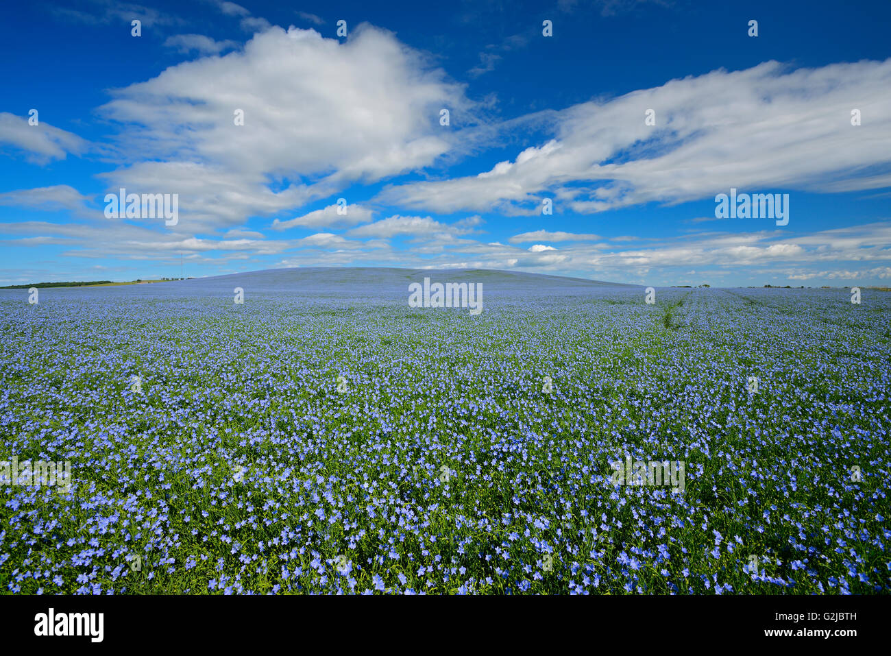 Flax fields hi-res stock photography and images - Alamy