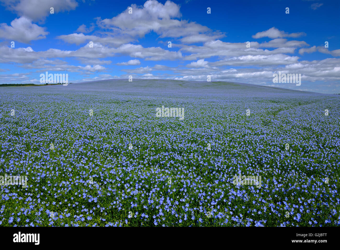 Flax fields hi-res stock photography and images - Alamy