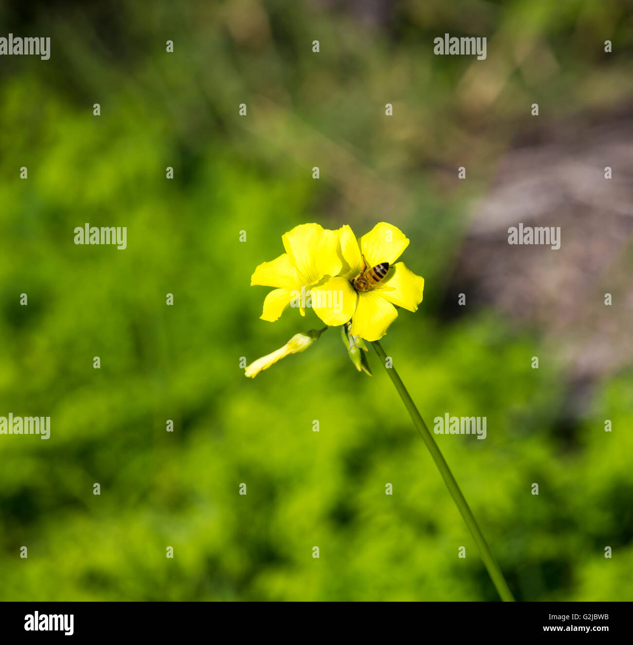 Oxalis Pollination High Resolution Stock Photography and Images - Alamy