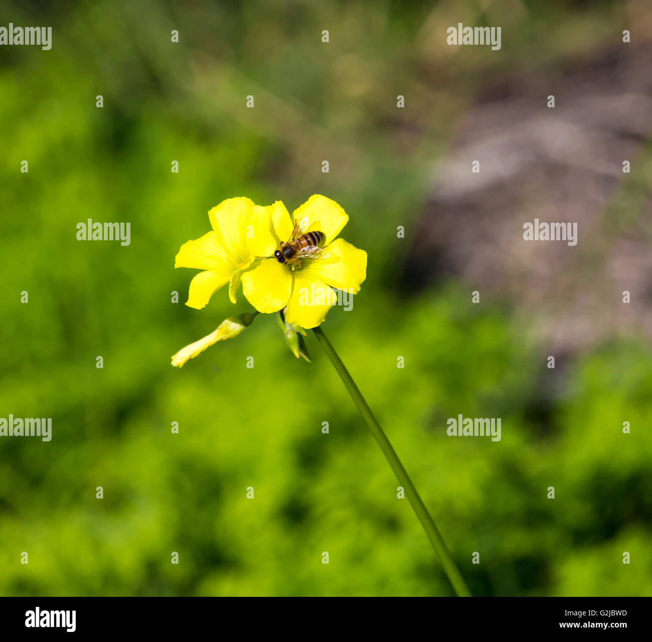Honey bee on Oxalis weed oxalidaceae or wood sorrel soursob growing in ...