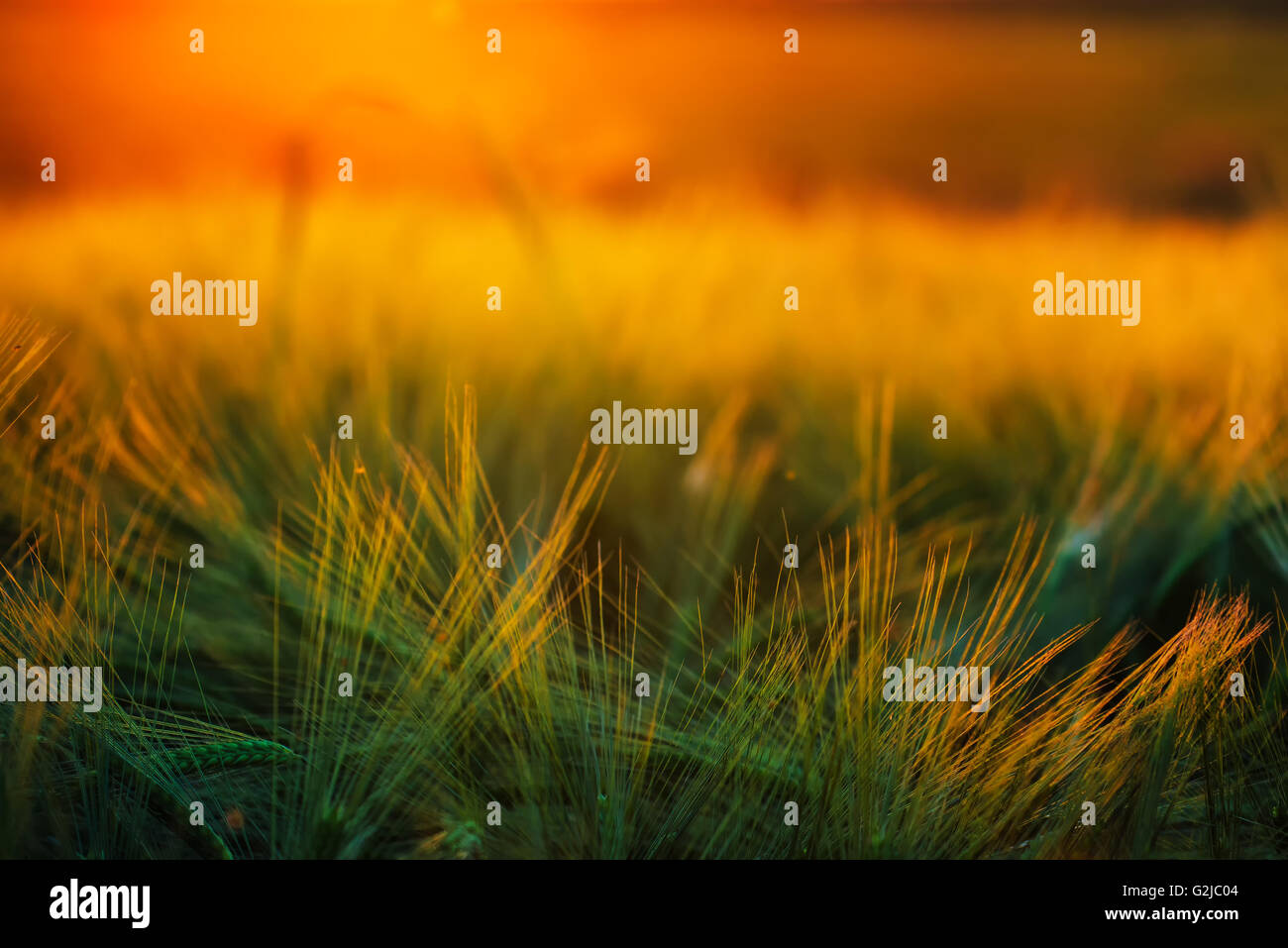 Barley field at sunset hi-res stock photography and images - Alamy