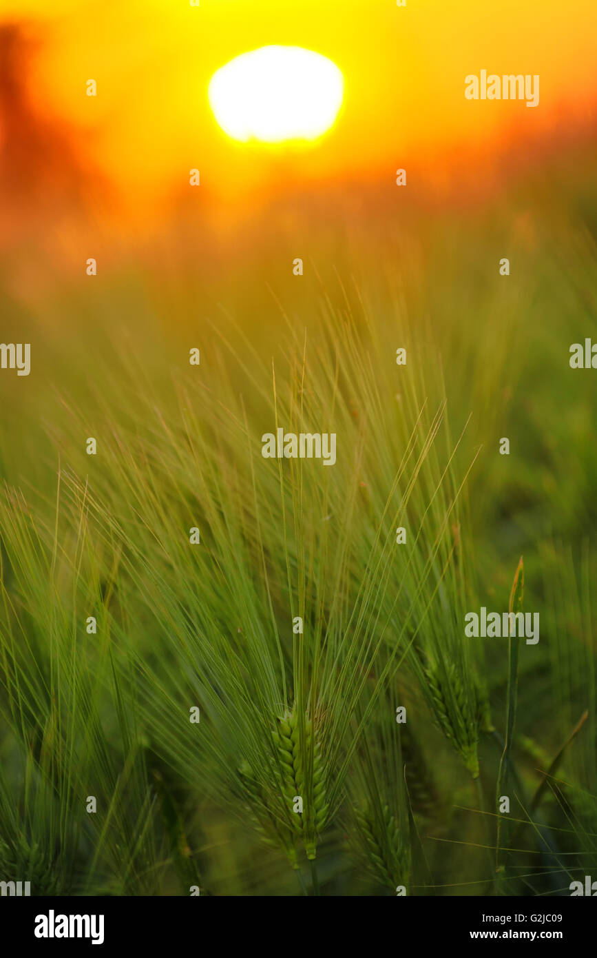 Green barley at dusk hi-res stock photography and images - Alamy