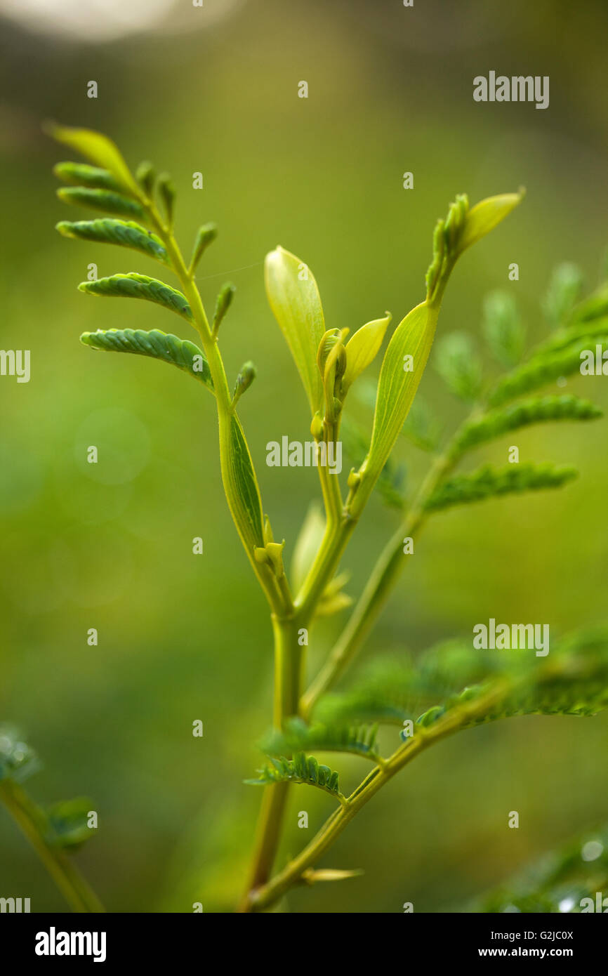 Close-ups of seedlings, Field of out-planted Koa seedlings, Hawaiian ...