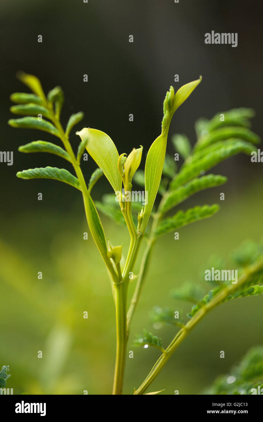 Close-ups of seedlings, Field of out-planted Koa seedlings, Hawaiian ...