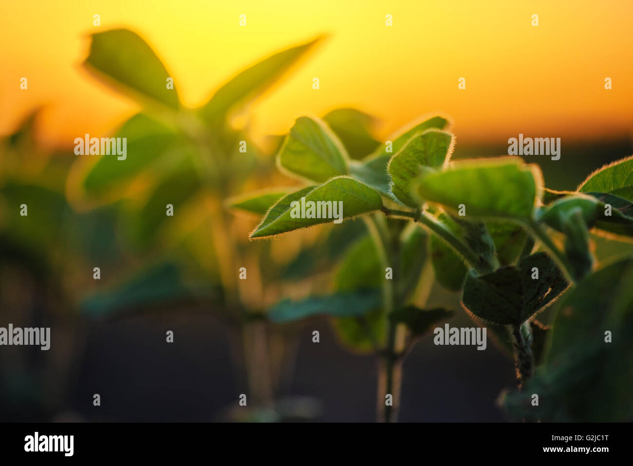Soybean plants in sunset, soy bean rows in agricultural field ...