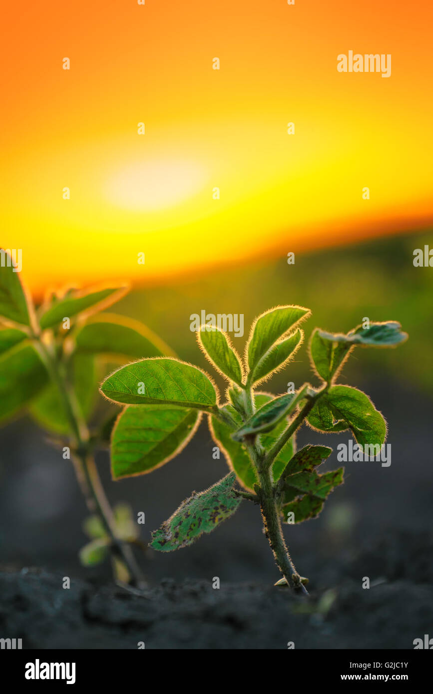 Soybean plants in sunset, soy bean rows in agricultural field ...