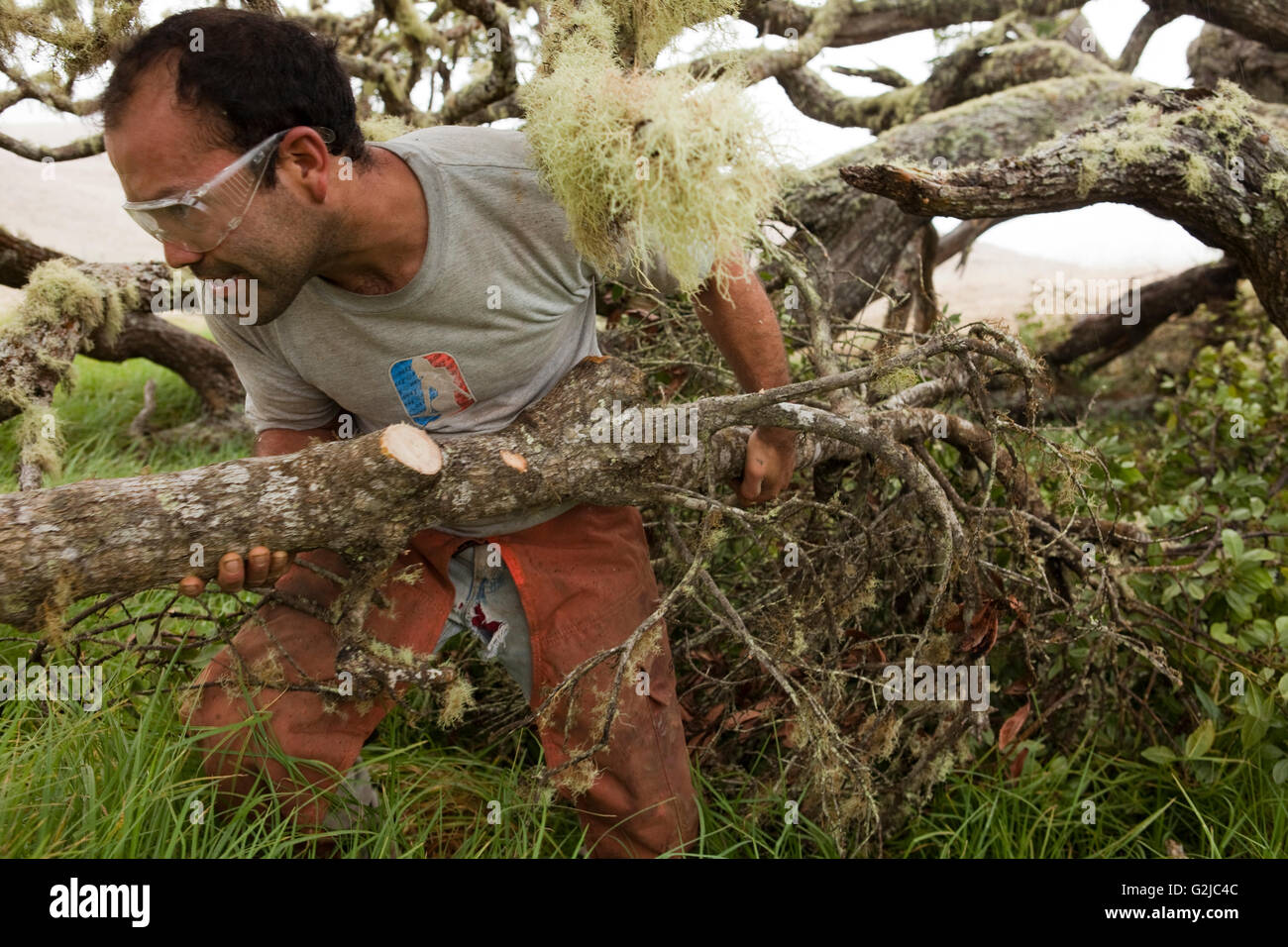 Koa tree sapling hi-res stock photography and images - Alamy