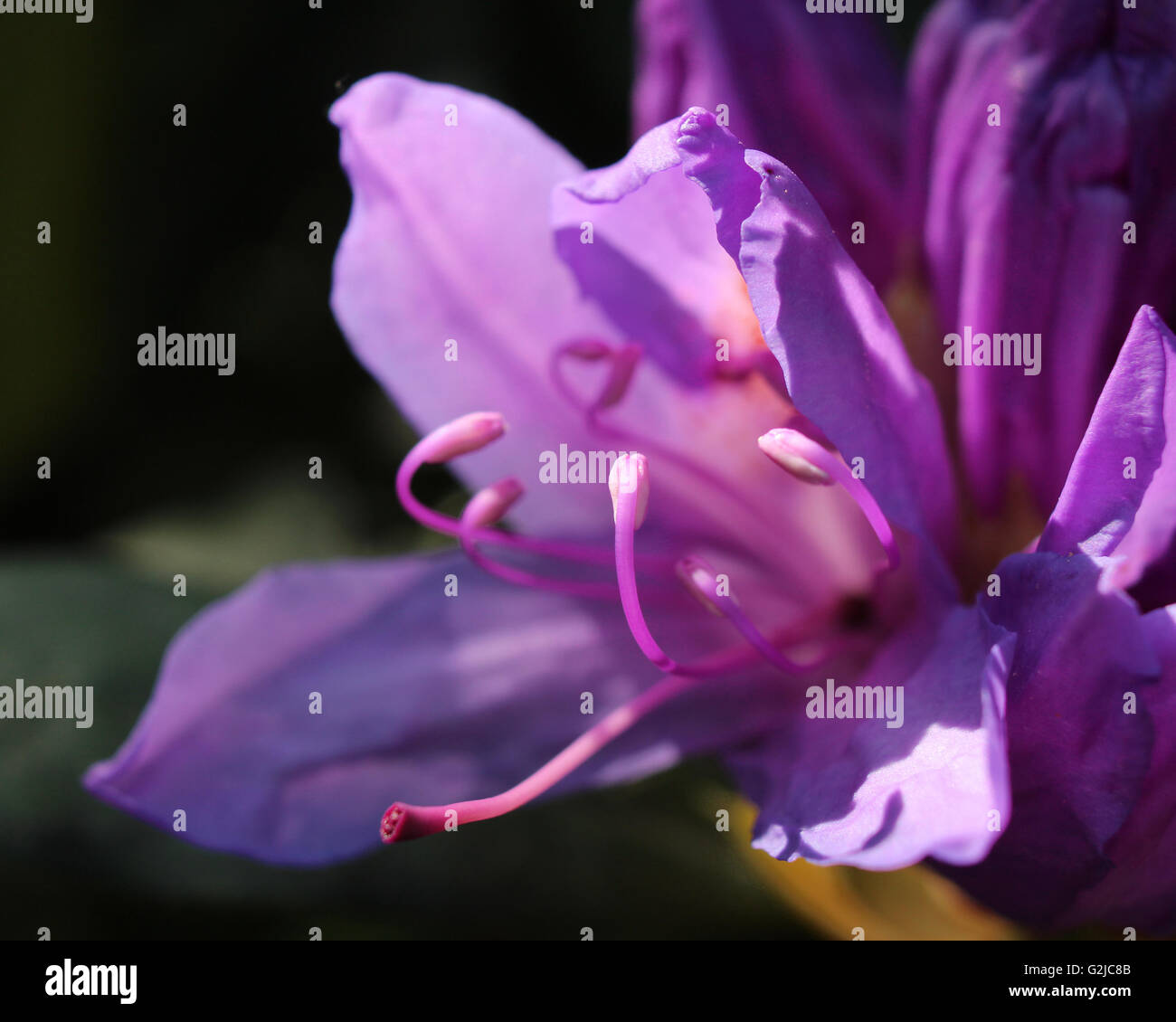 Lavender rhododendron hi-res stock photography and images - Alamy