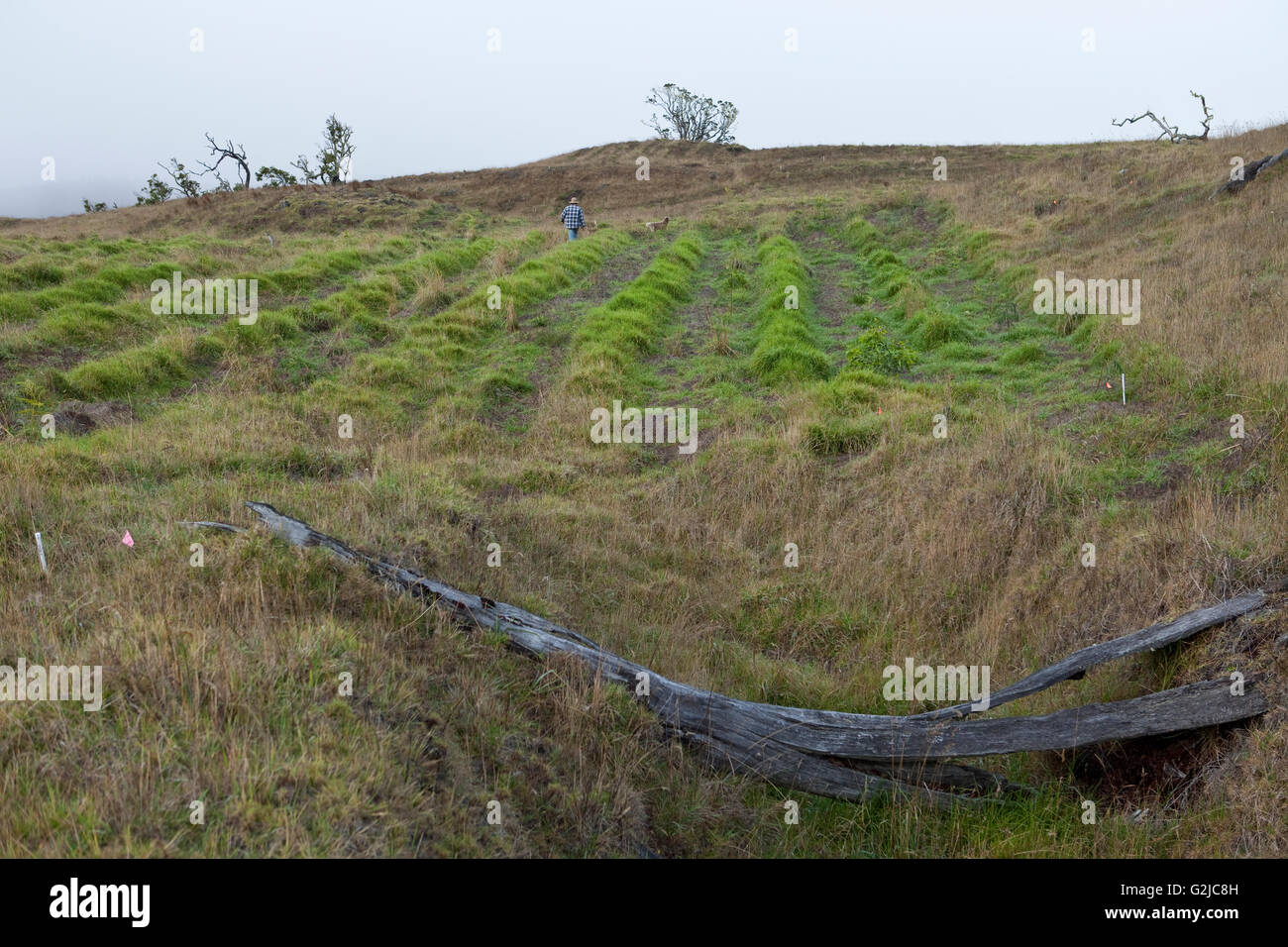 Field of out-planted Koa seedlings, Hawaiian Legacy Hardwood Stock ...