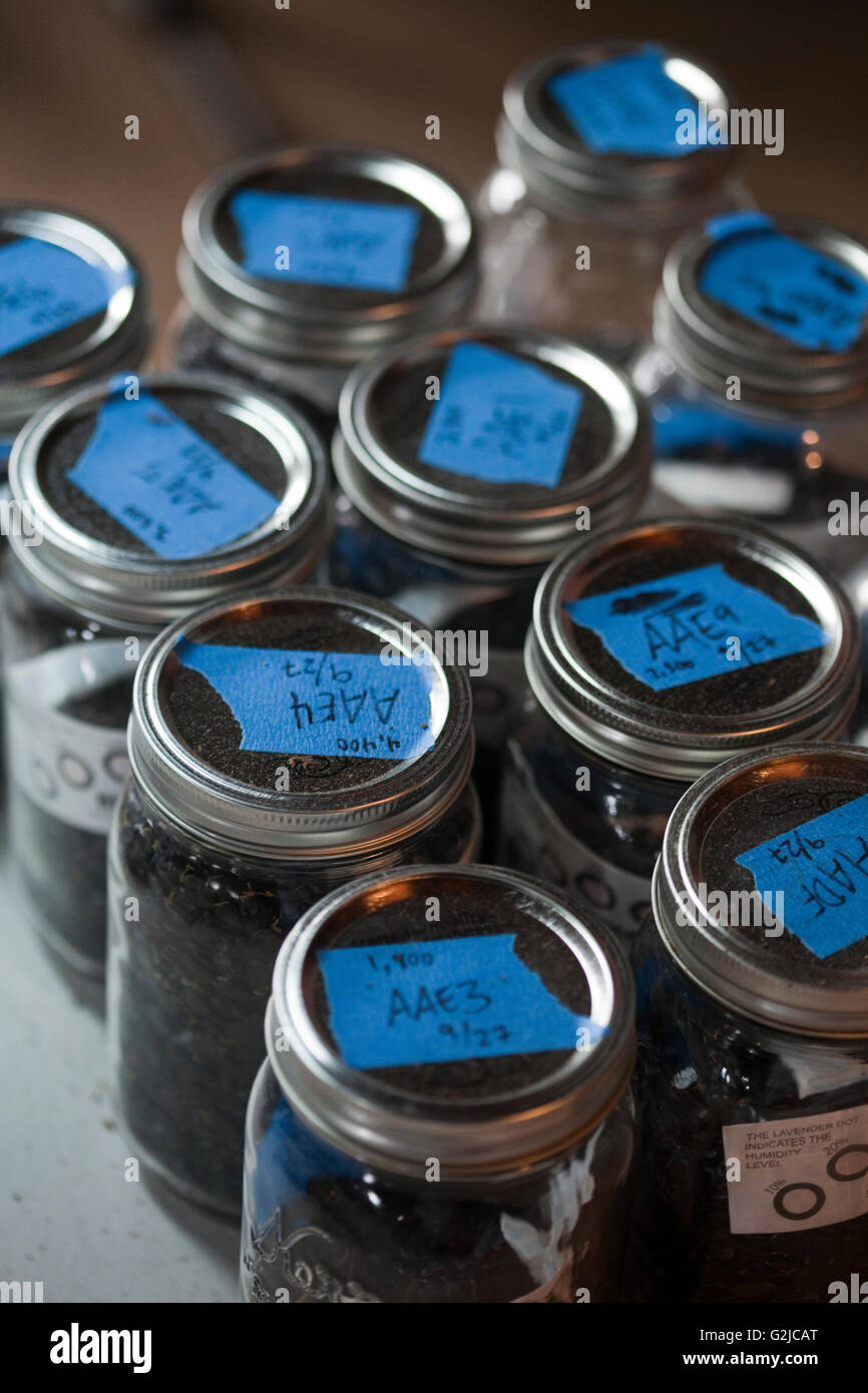 Seed collection, Hawaiian Legacy Hardwood, Kukaiau Ranch, Mauna Kea ...