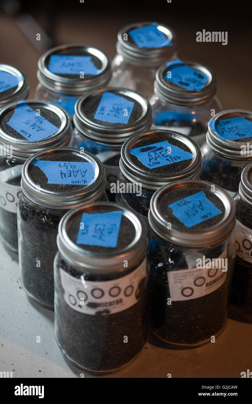 Seed collection, Hawaiian Legacy Hardwood, Kukaiau Ranch, Mauna Kea ...