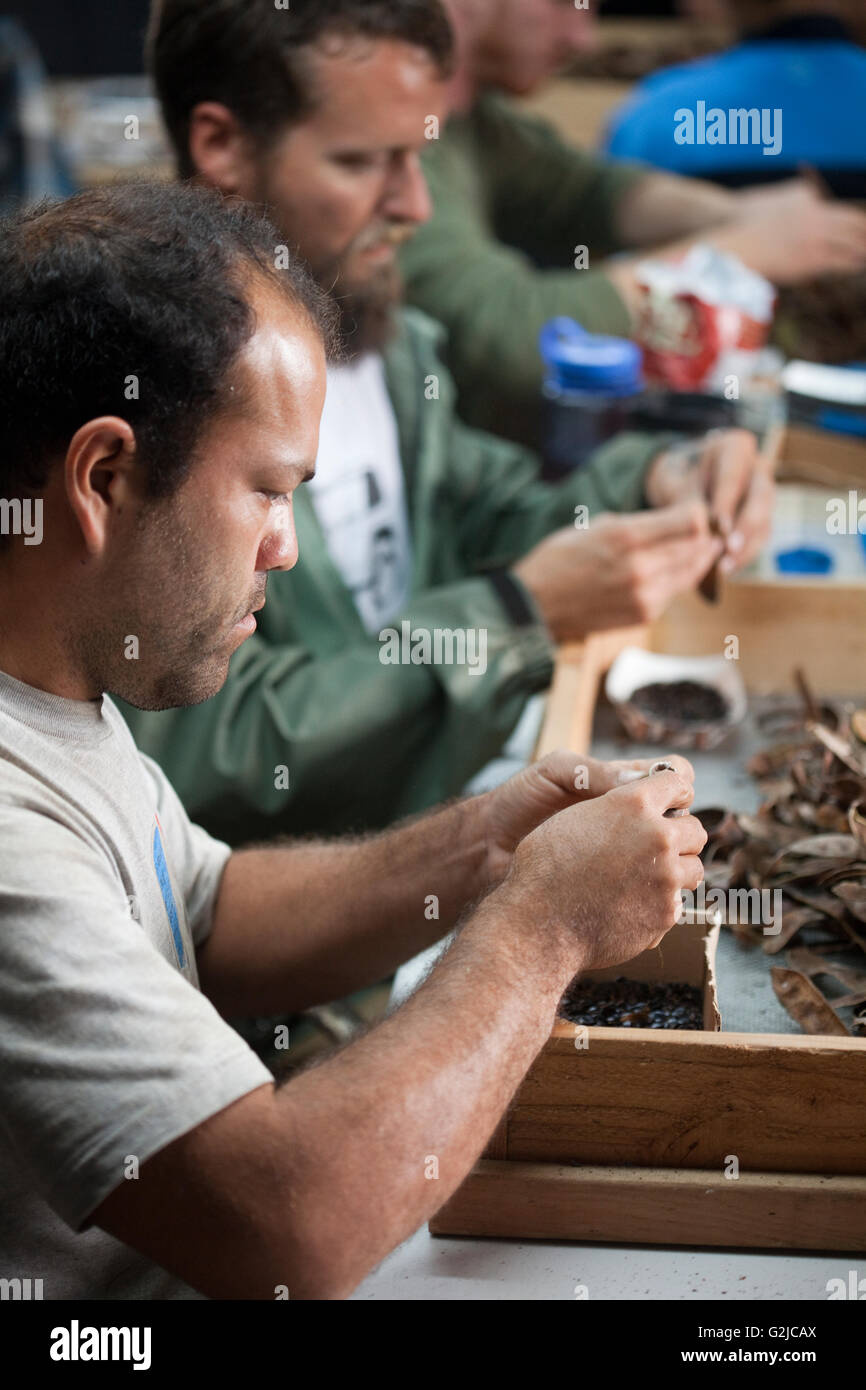 Seed collection, Hawaiian Legacy Hardwood, Kukaiau Ranch, Mauna Kea ...