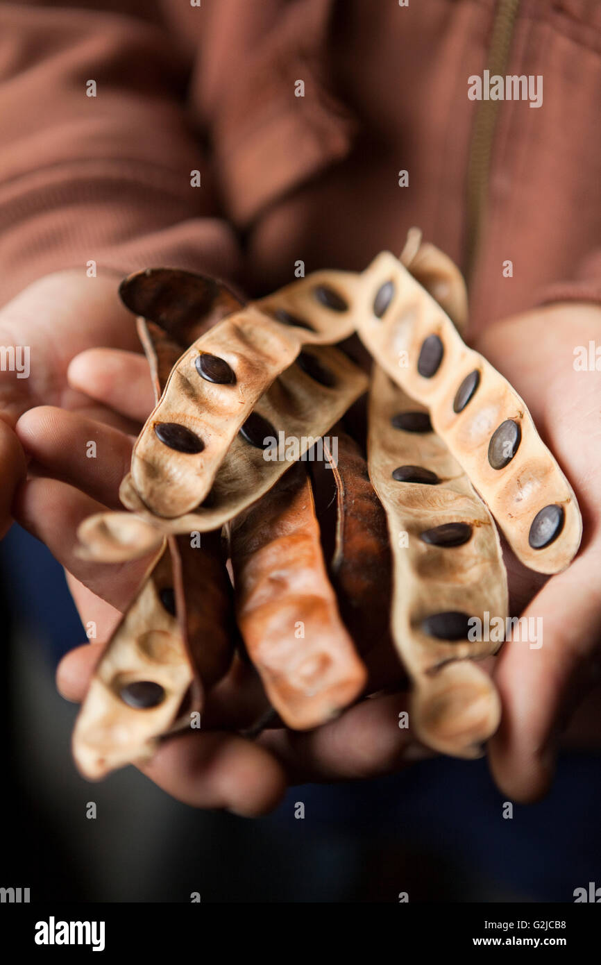 Seed collection, Hawaiian Legacy Hardwood, Kukaiau Ranch, Mauna Kea ...