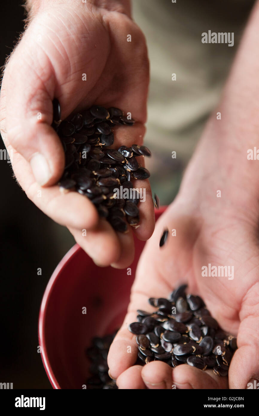 Seed collection, Hawaiian Legacy Hardwood, Kukaiau Ranch, Mauna Kea ...