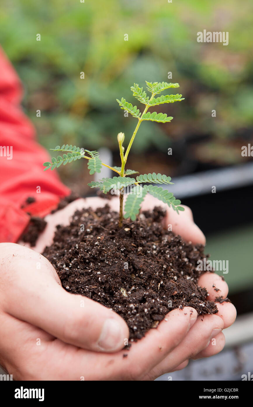 Seedling in cupped hands, Hawaiian Legacy Hardwood, Kukaiau Stock Photo ...