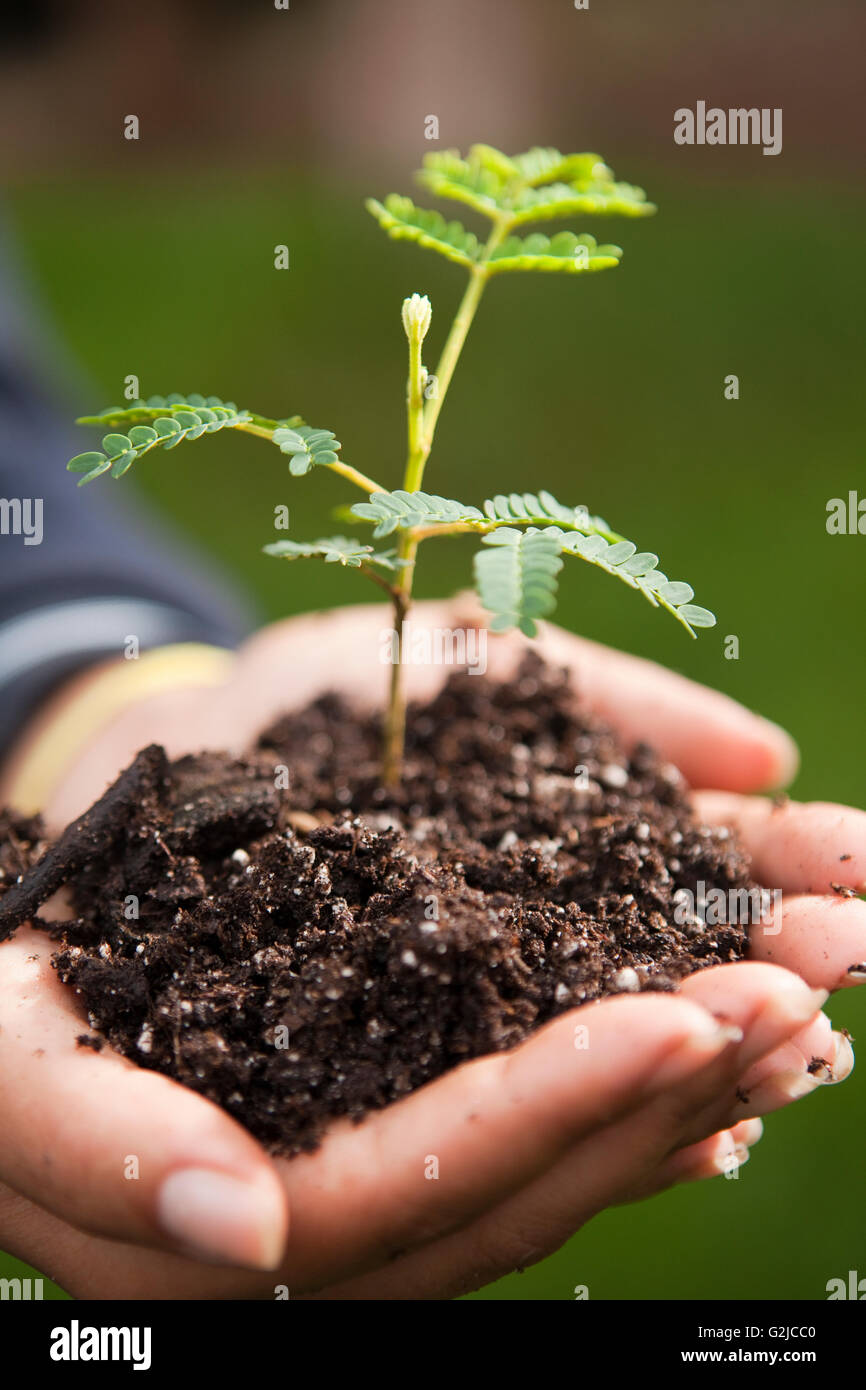 Seedling in cupped hands, Hawaiian Legacy Hardwood, Kukaiau Stock Photo ...