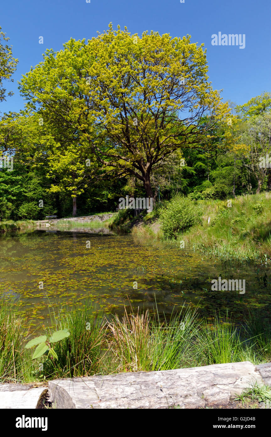 Cyfarthfa hi-res stock photography and images - Alamy