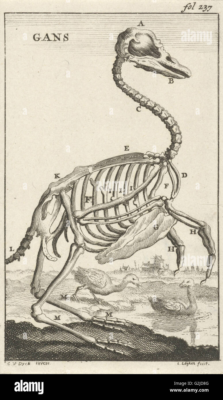 Goose Skeleton High Resolution Stock Photography and Images - Alamy