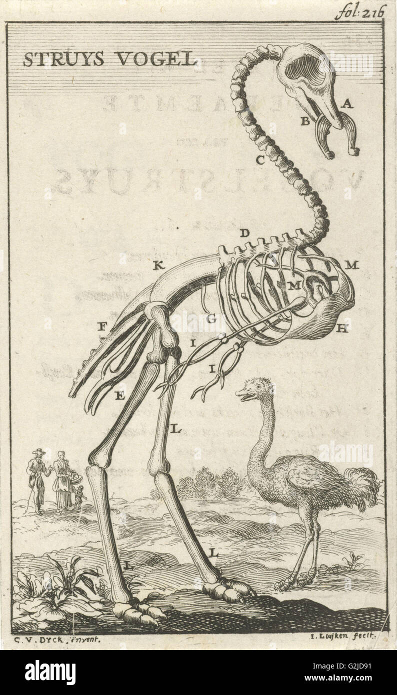 Ostrich skeleton hi-res stock photography and images - Alamy