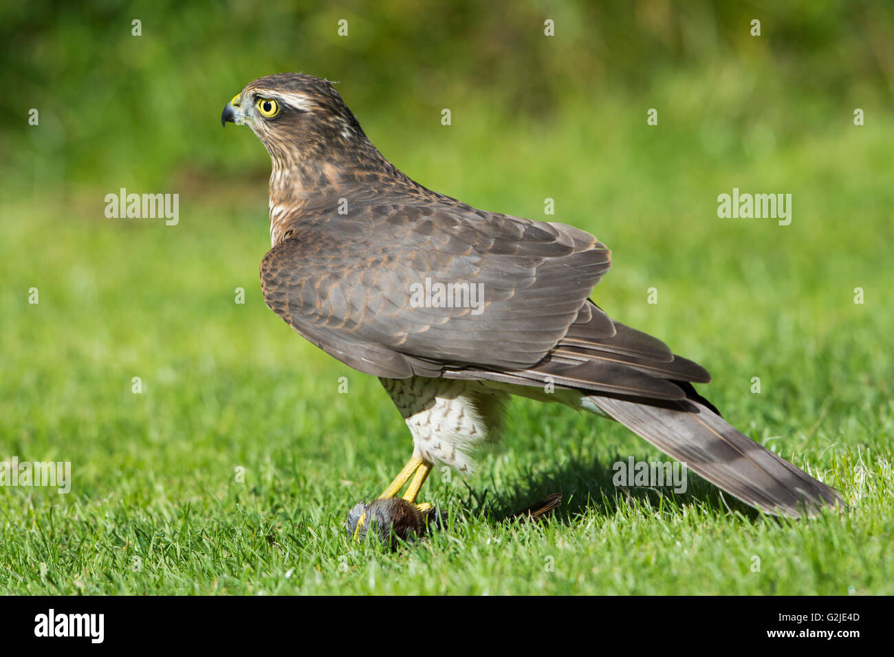 Female sparrowhawk hi-res stock photography and images - Alamy