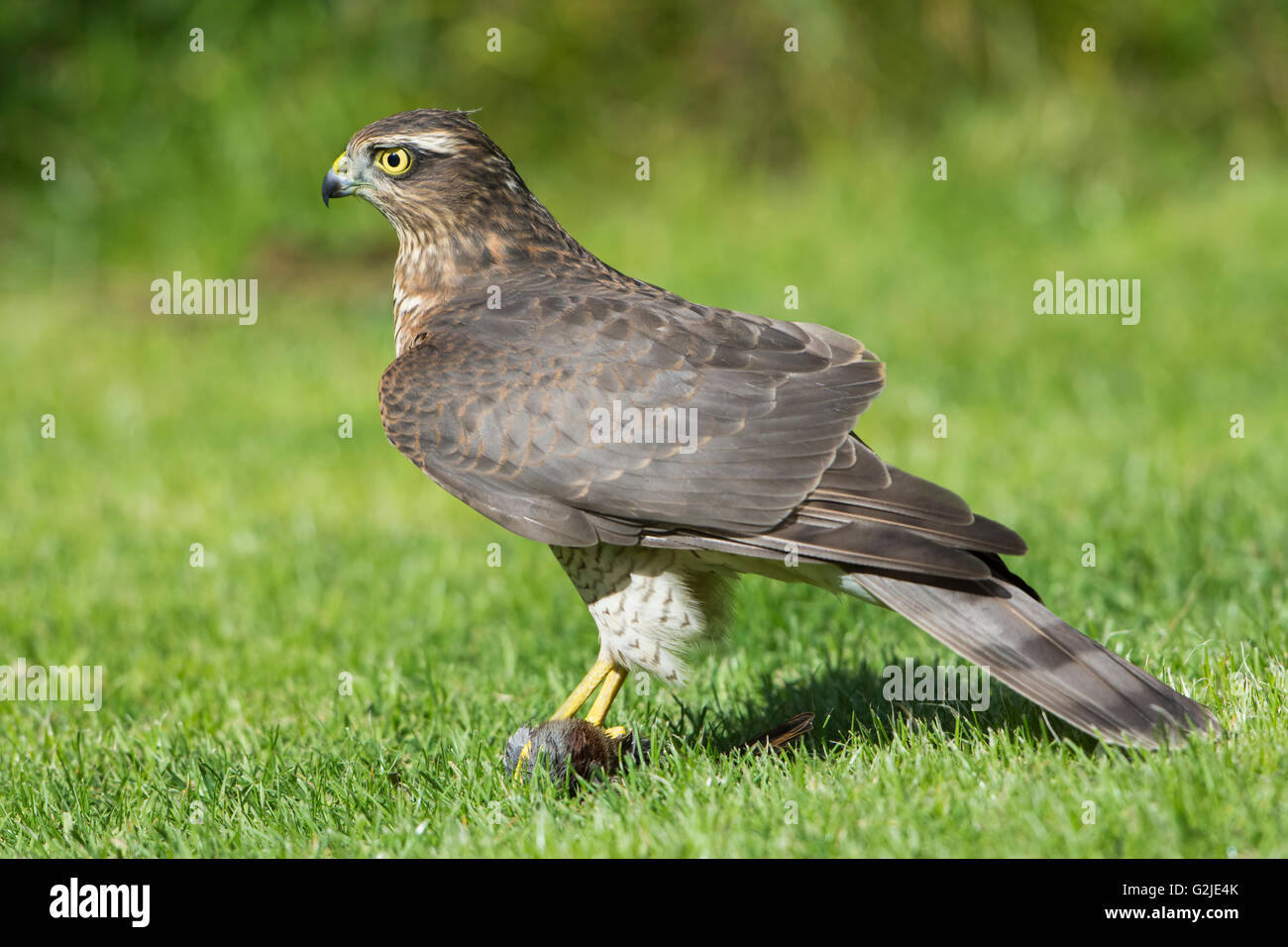 A female Sparrowhawk (Accipiter nisus) just after catching a house ...