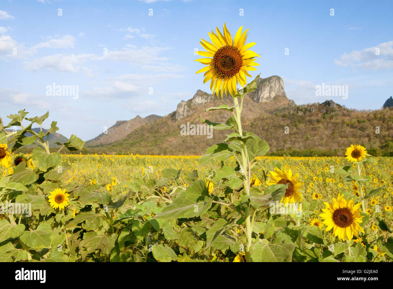 Nice sunflower hi-res stock photography and images - Alamy