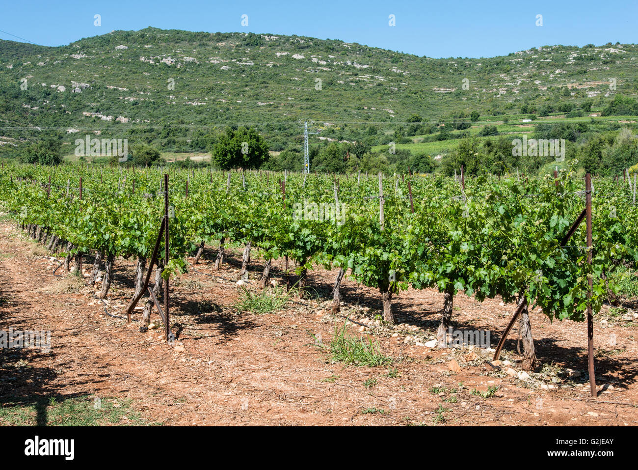 Vineyard growing hi-res stock photography and images - Alamy