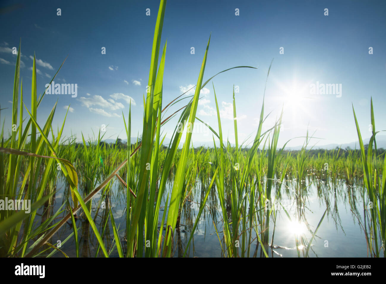 close up view of rice field Stock Photo - Alamy