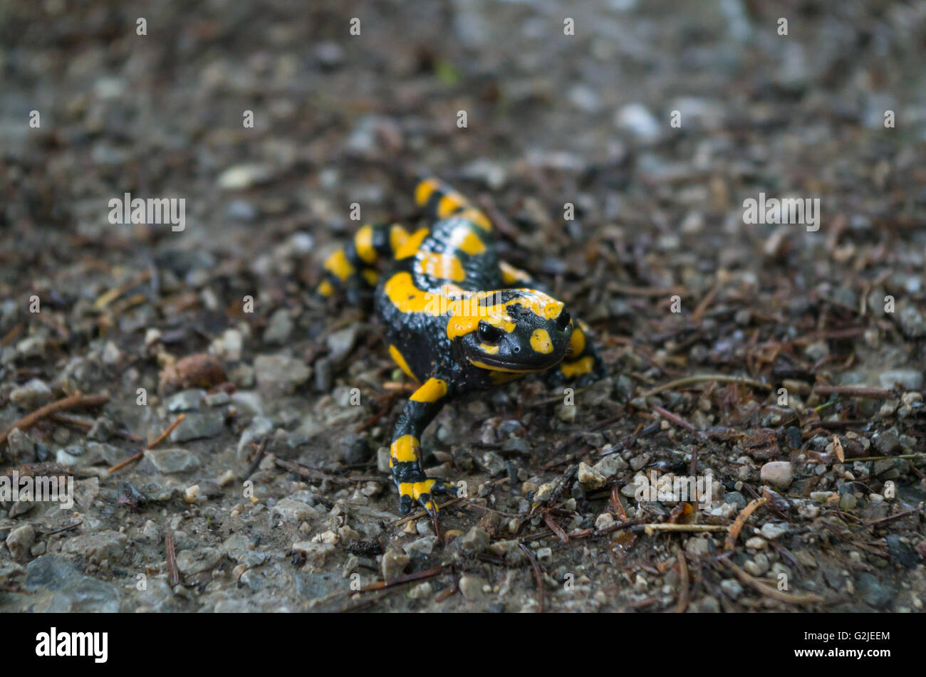 Fire Salamander Poison