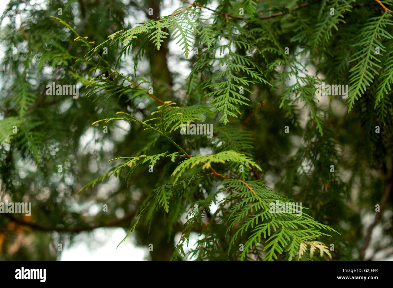 Fir tree branch close up in spring Stock Photo - Alamy
