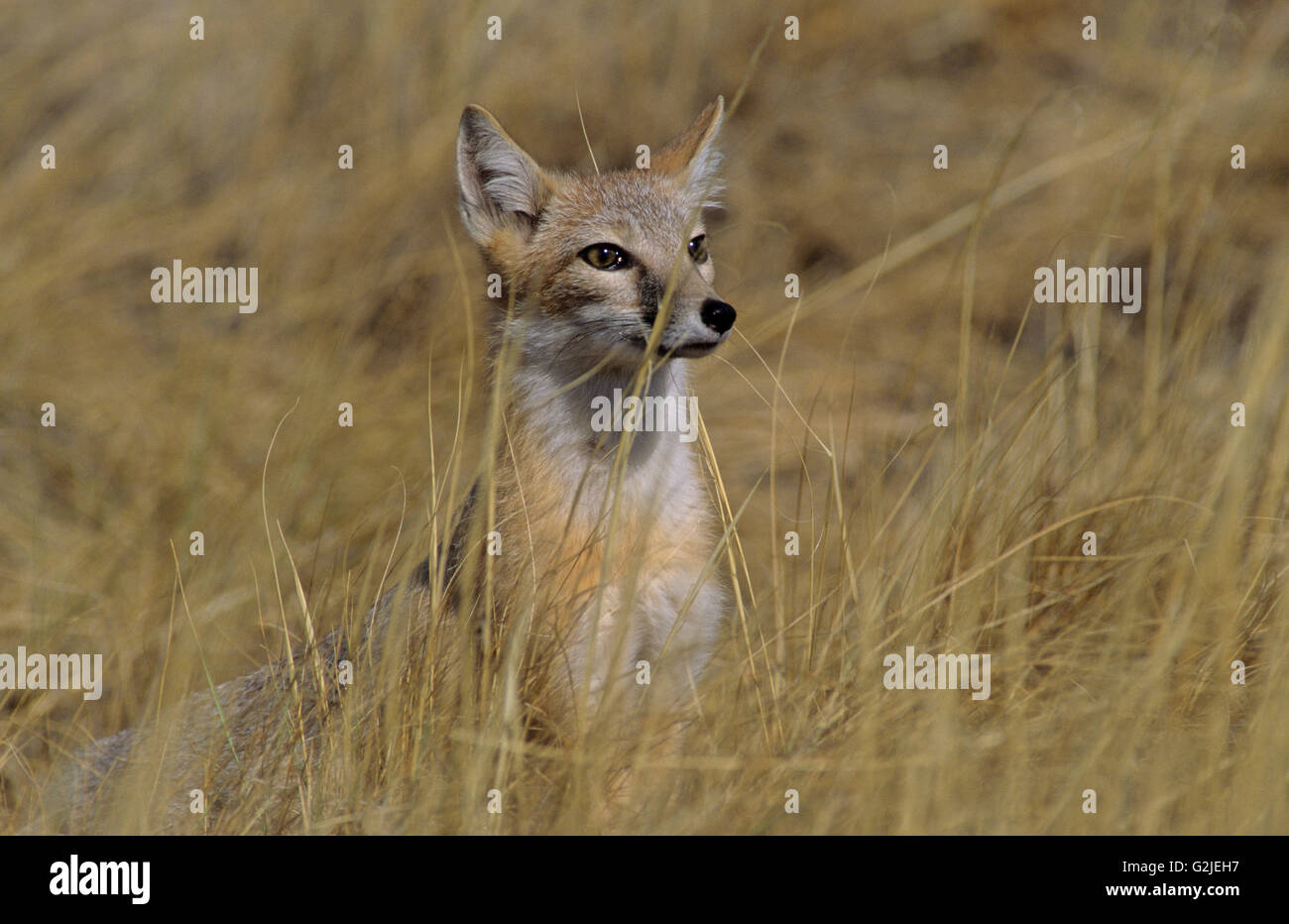 Swift (Vulpes velox) looking alert through the grass Grasslands ...