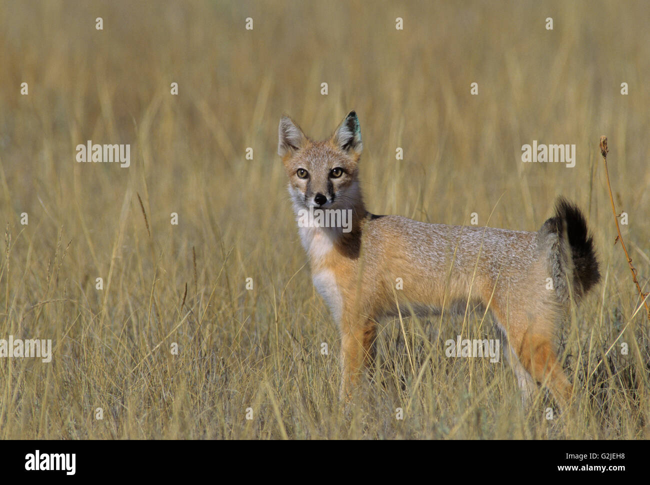 Vulpes velox hi-res stock photography and images - Alamy