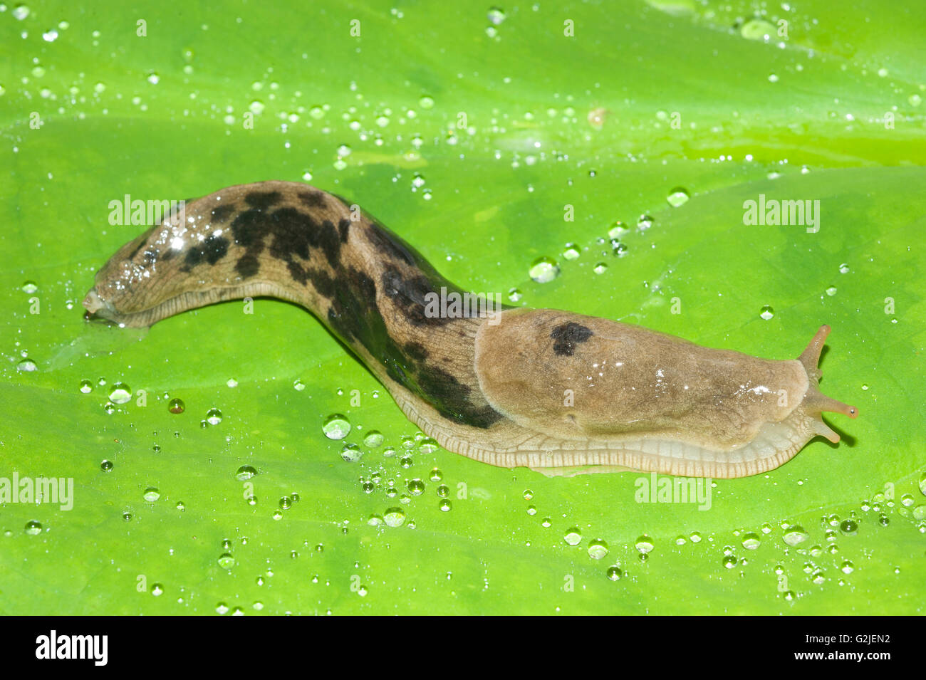 Banana slug (Ariolimax columbianus), temperate rainforest, coastal ...