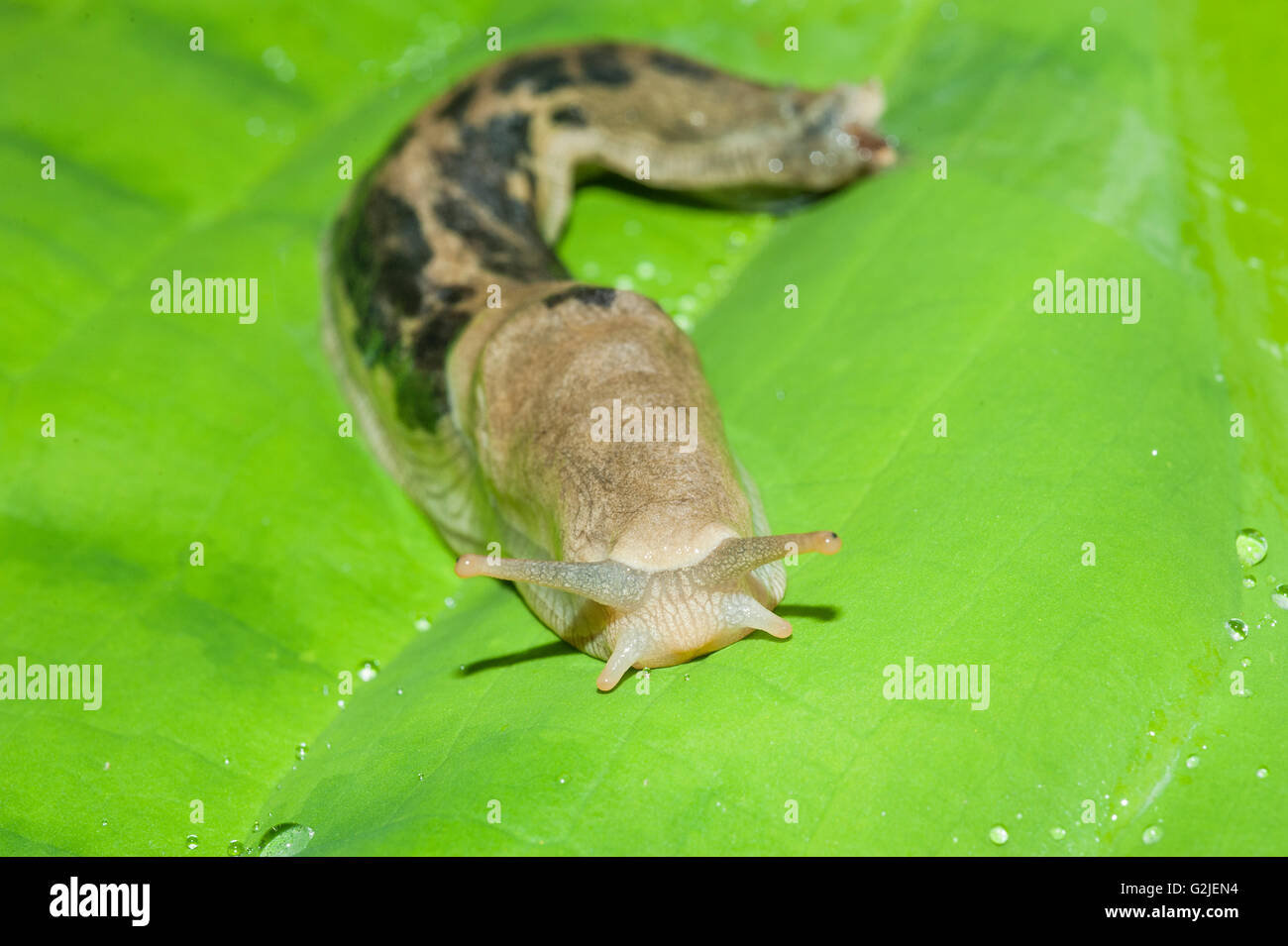 Slug In Wild High Resolution Stock Photography and Images - Alamy