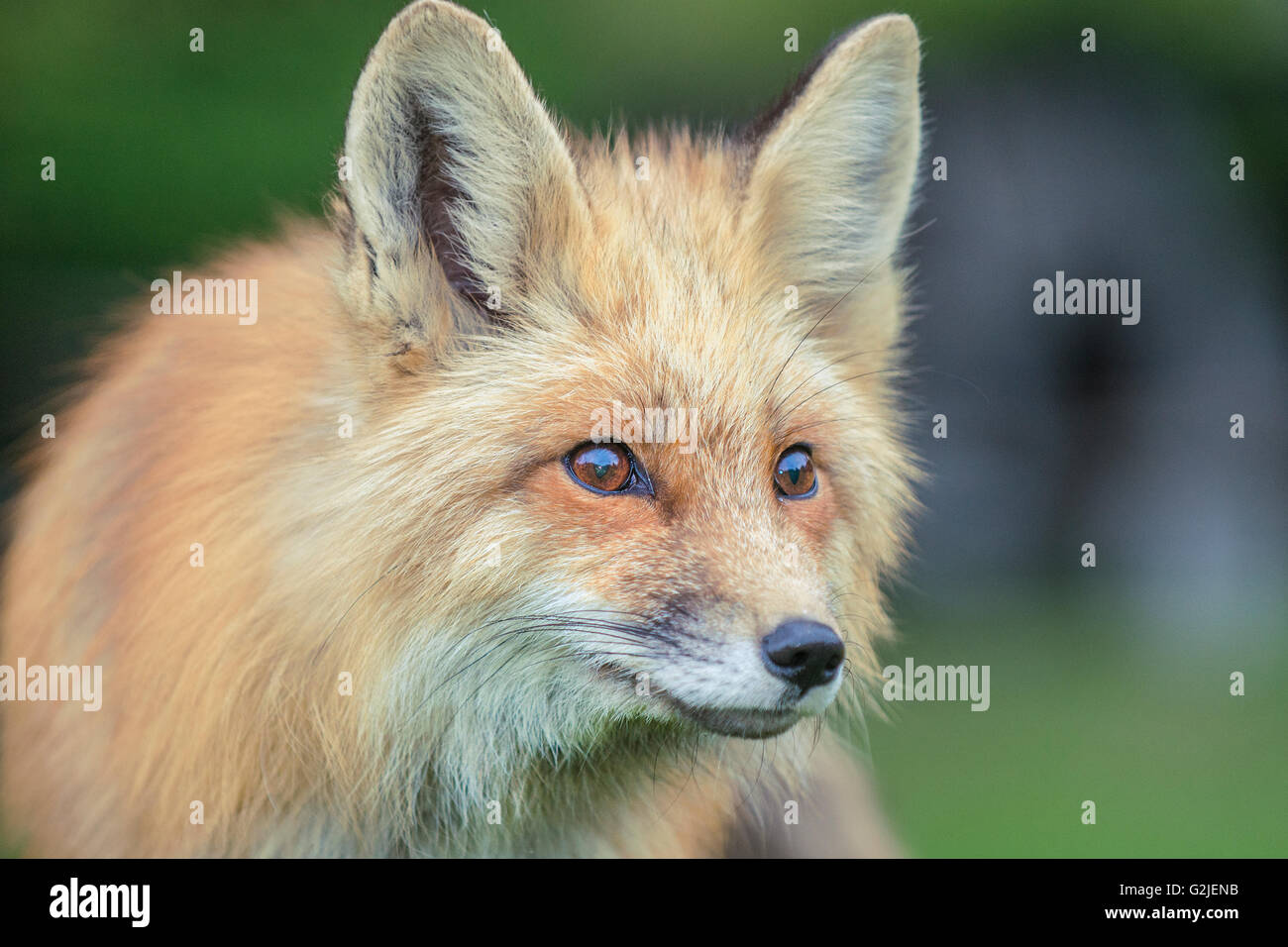 Red fox (Vulpes vulpes), temperate rainforest, coastal British Columbia ...