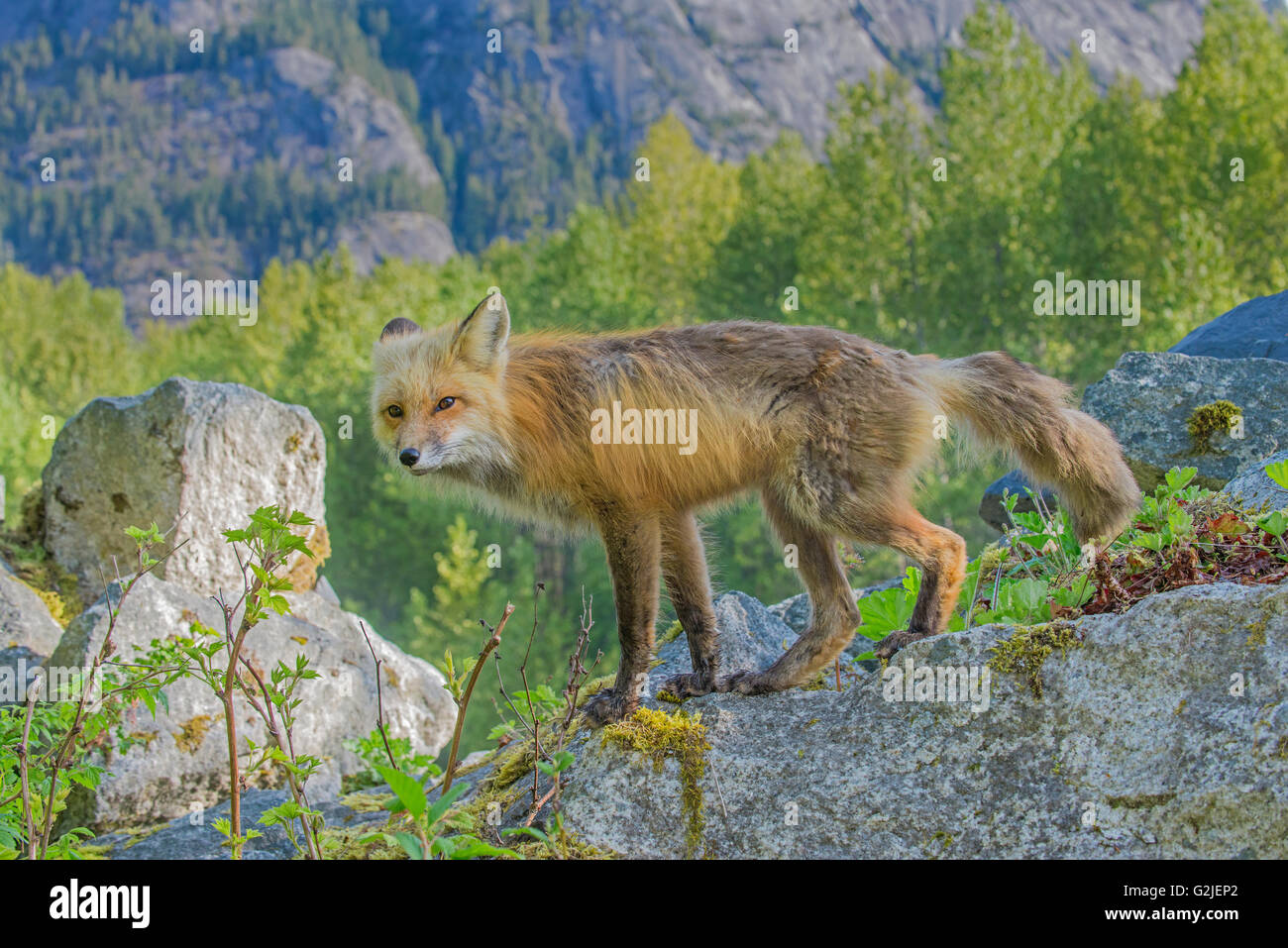Temperate Rainforest Fox
