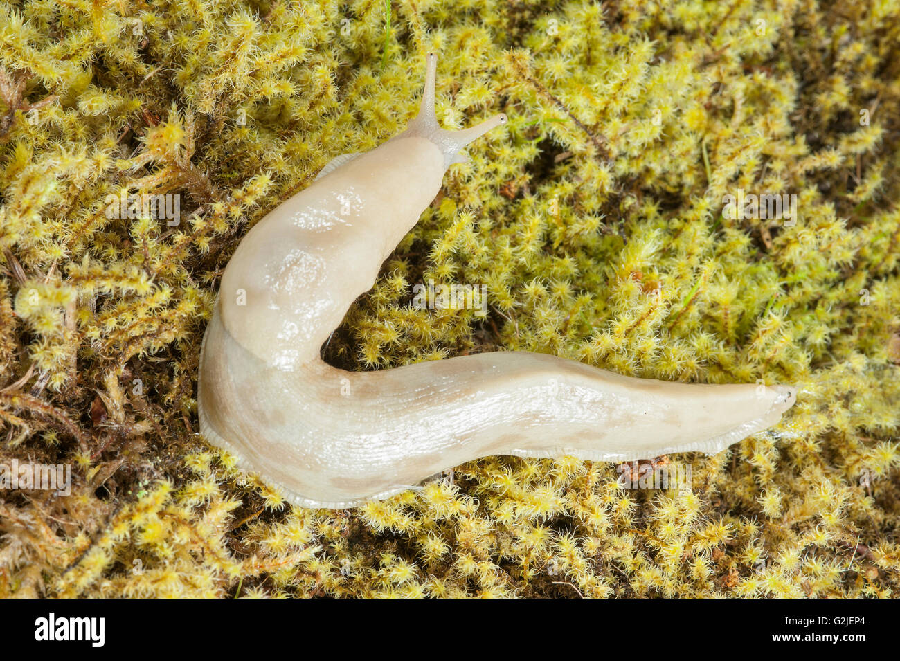 Banana slug (Ariolimax columbianus), temperate rainforest, coastal ...