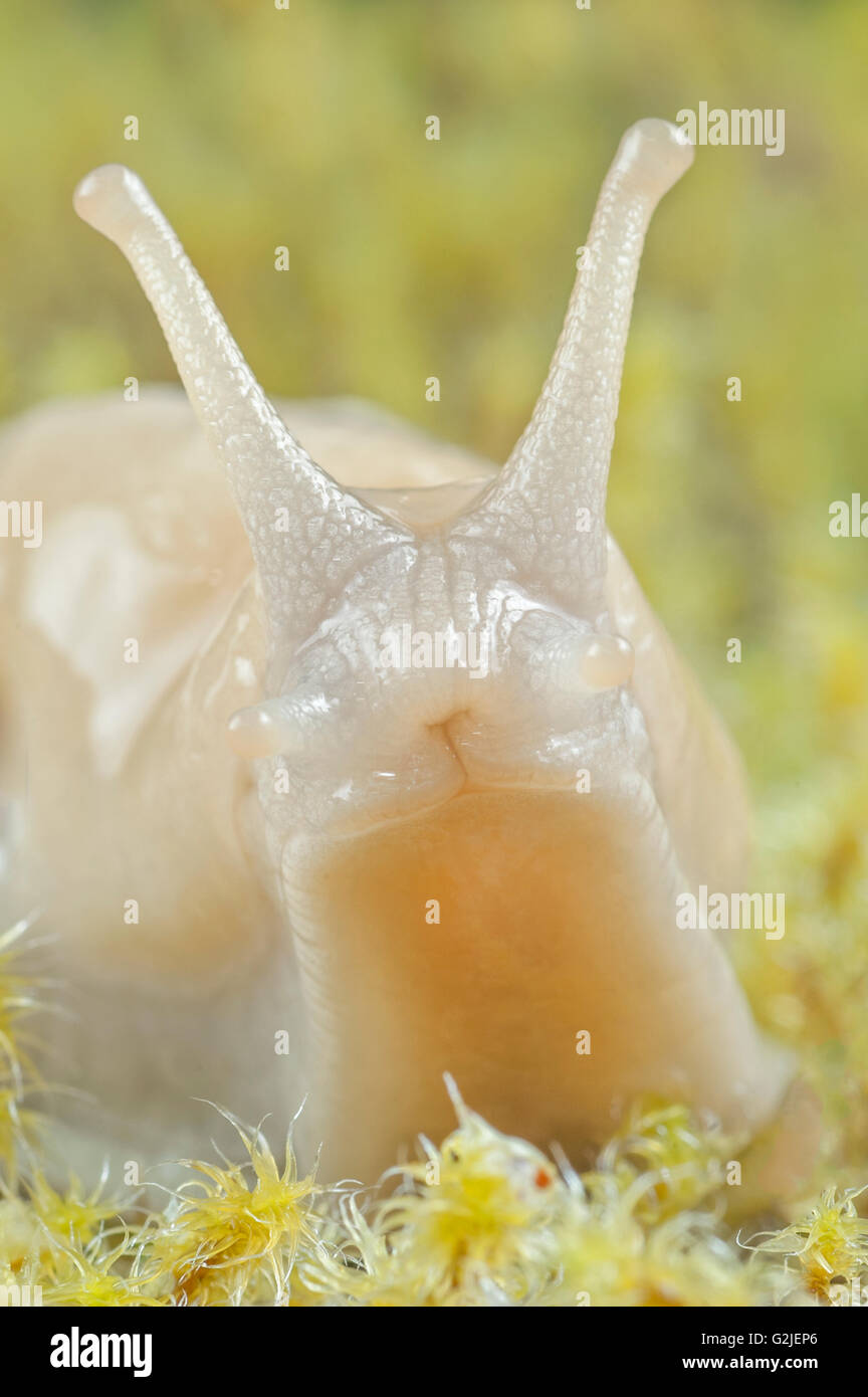 Banana slug (Ariolimax columbianus), temperate rainforest, coastal ...