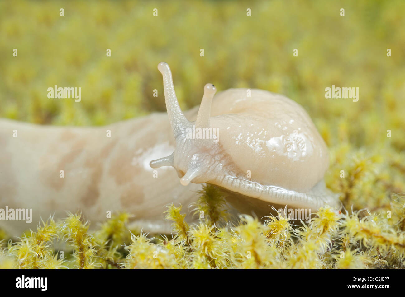 Banana slug (Ariolimax columbianus), temperate rainforest, coastal ...