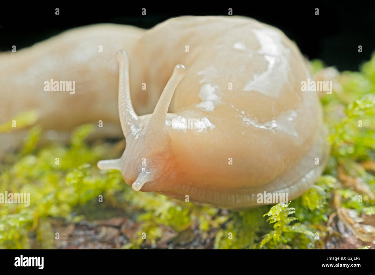 Banana slug (Ariolimax columbianus), temperate rainforest, coastal ...