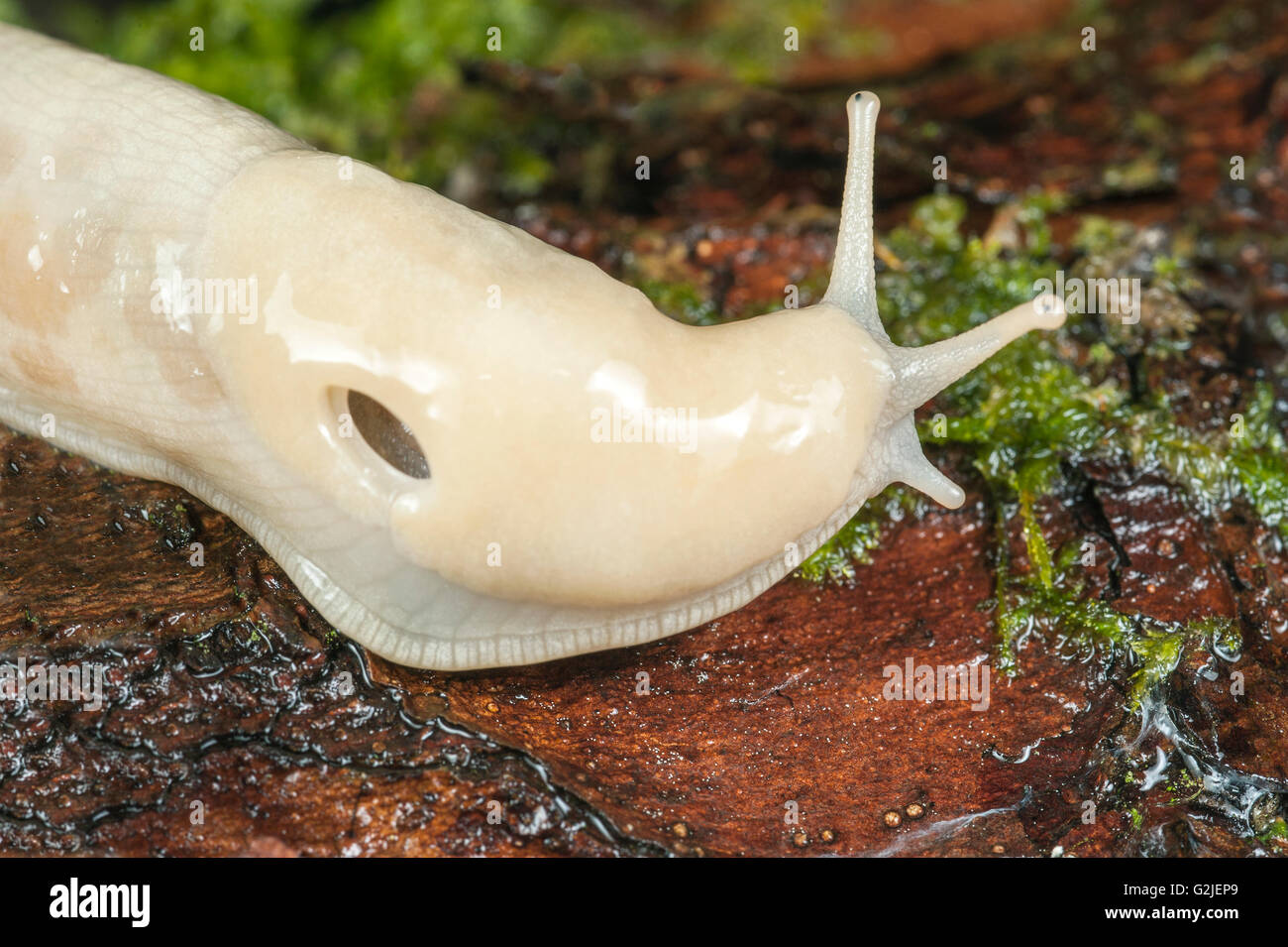 Banana slug (Ariolimax columbianus), temperate rainforest, coastal ...